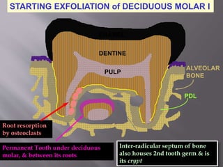 Deciduous and permanent teeth Eruption time and shedding | PPTX