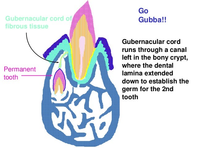 Deciduous and permanent teeth Eruption time and shedding