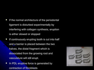 Eruption and shedding of teeth | PPT