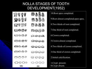 Eruption and shedding of teeth | PPT