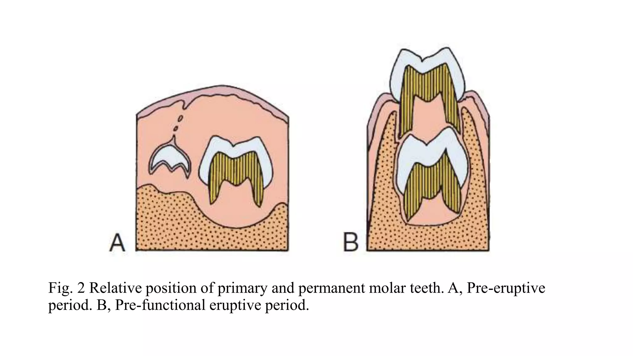 eruption and shedding of teeth.pptx | Dental Health | Diseases and ...
