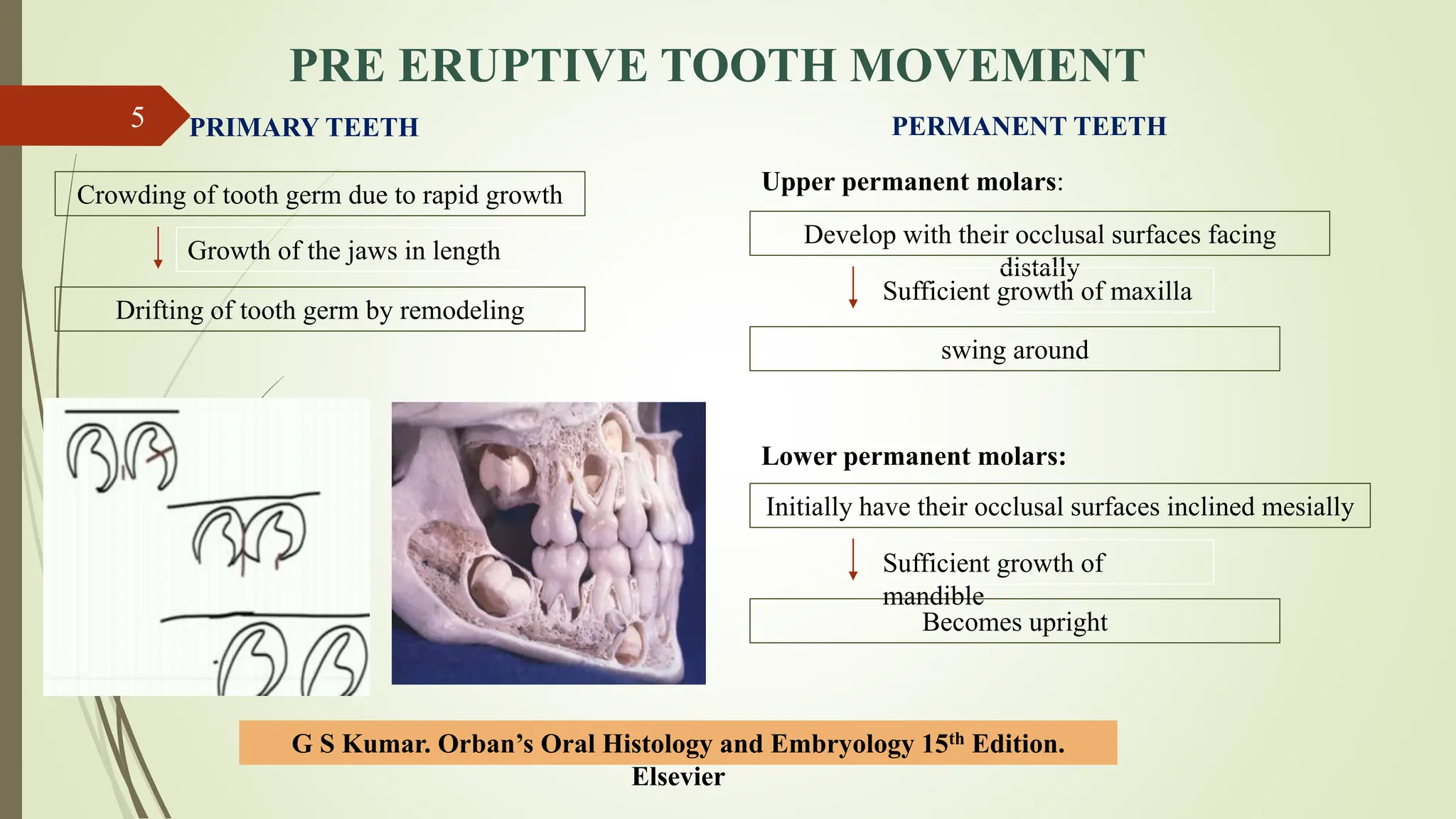 ERUPTION AND SHEDDING OF TEETH.pptx
