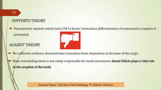 ERUPTION AND SHEDDING OF TEETH.pptx