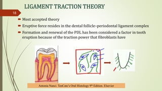 ERUPTION AND SHEDDING OF TEETH.pptx