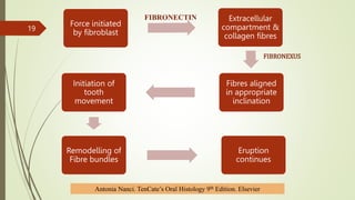 ERUPTION AND SHEDDING OF TEETH.pptx