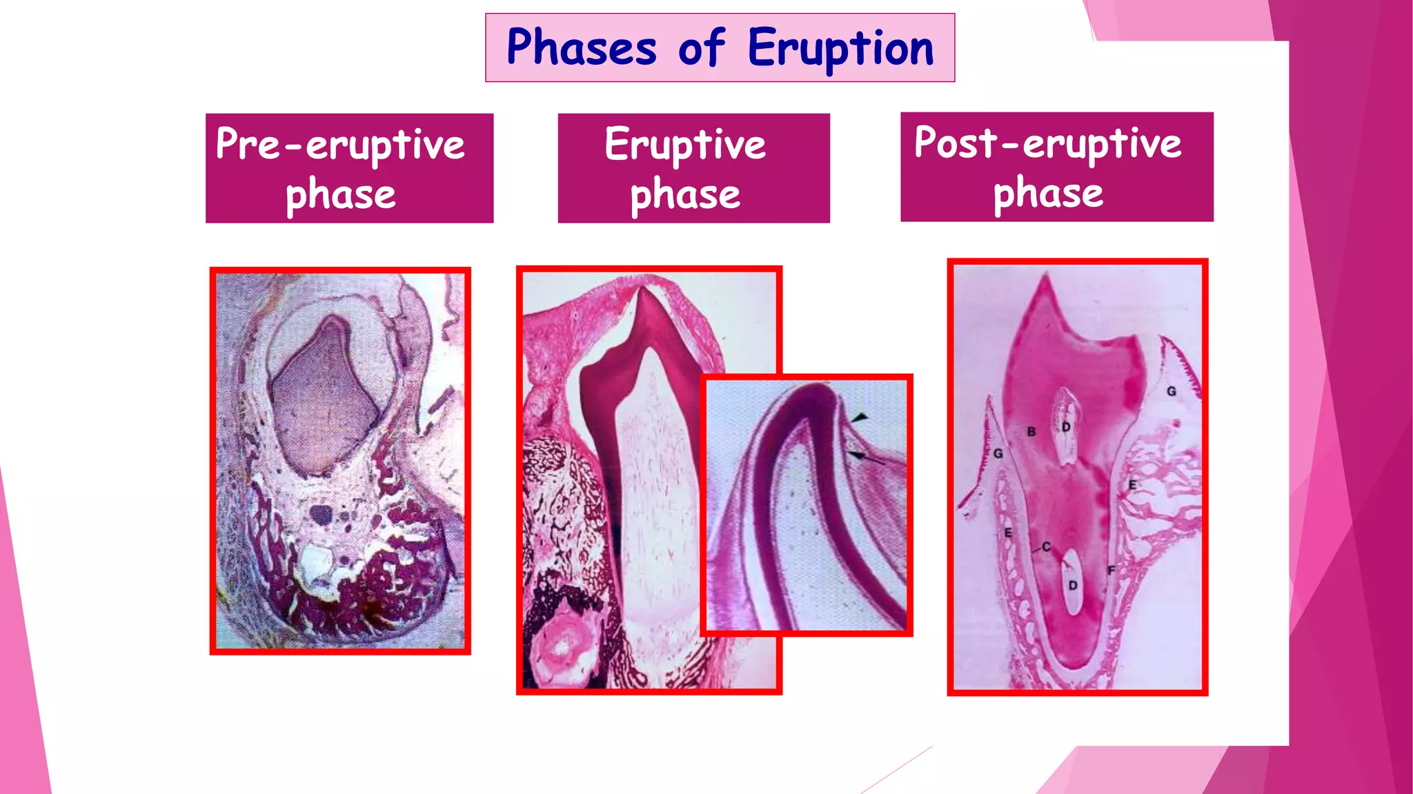 Tooth Eruption Dr Mona Denewar | PPTX