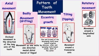 Tooth Eruption Dr Mona Denewar | PPT