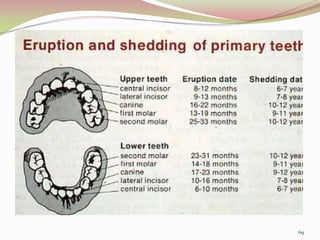 Baby Tooth Eruption Shedding Timeline Starting At Months, 44% OFF