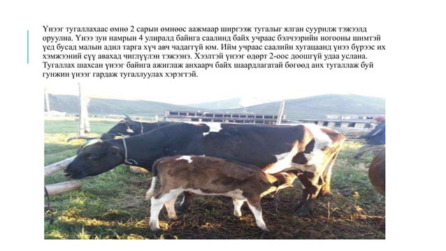 Eruul chiireg tol huleen awch boijuulah | PPT