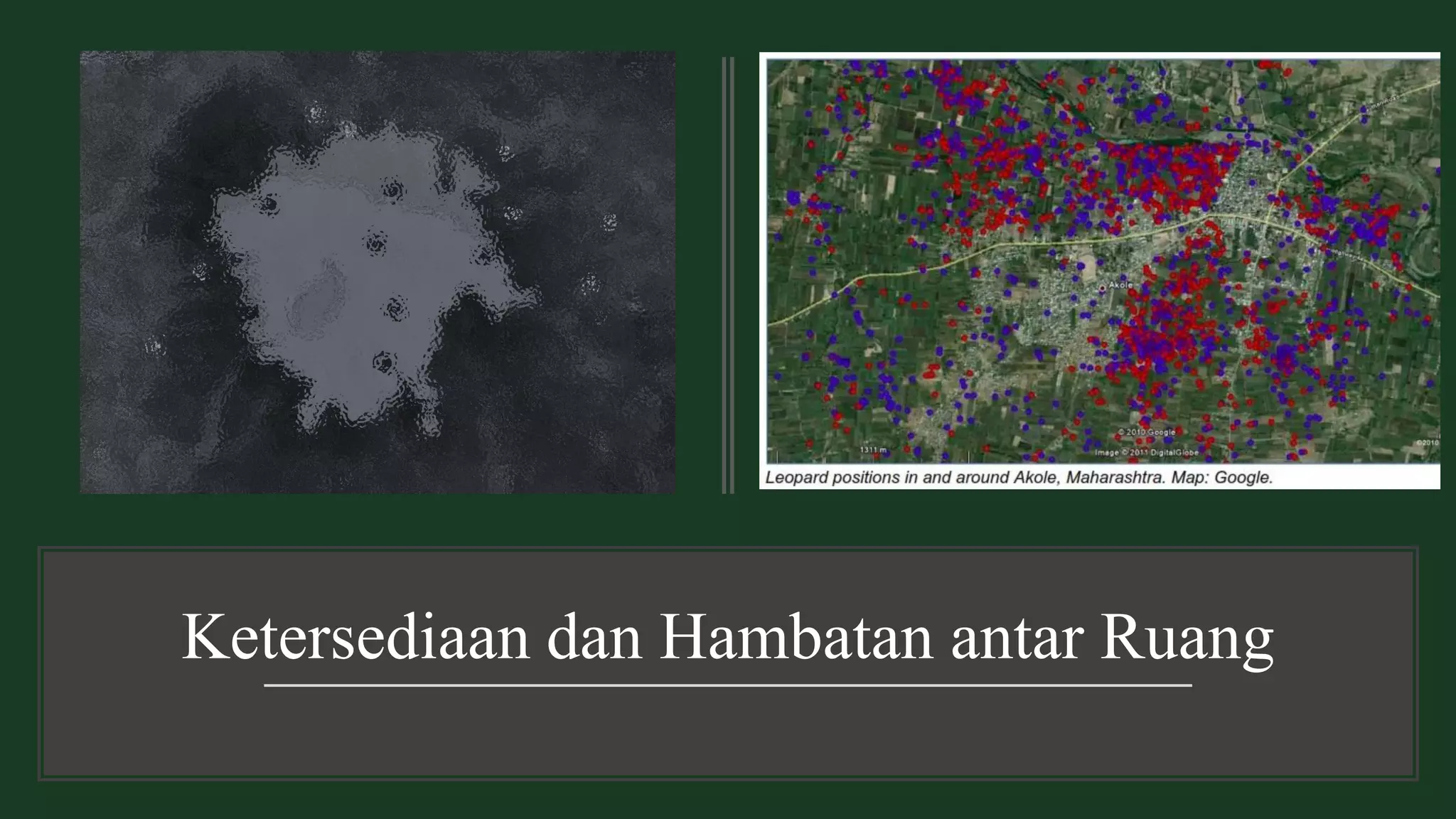 Interaksi Manusia - Macan Tutul Jawa dan Upaya Mitigasinya | PDF