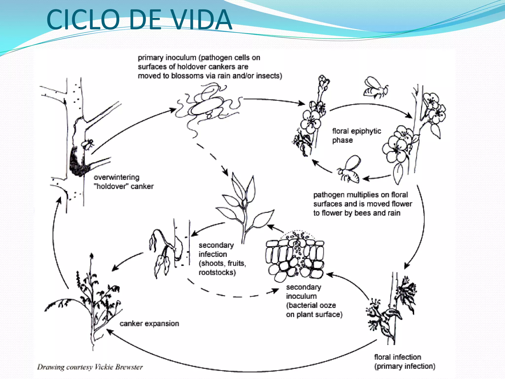 Erwinia | PPT | Descarga Gratuita