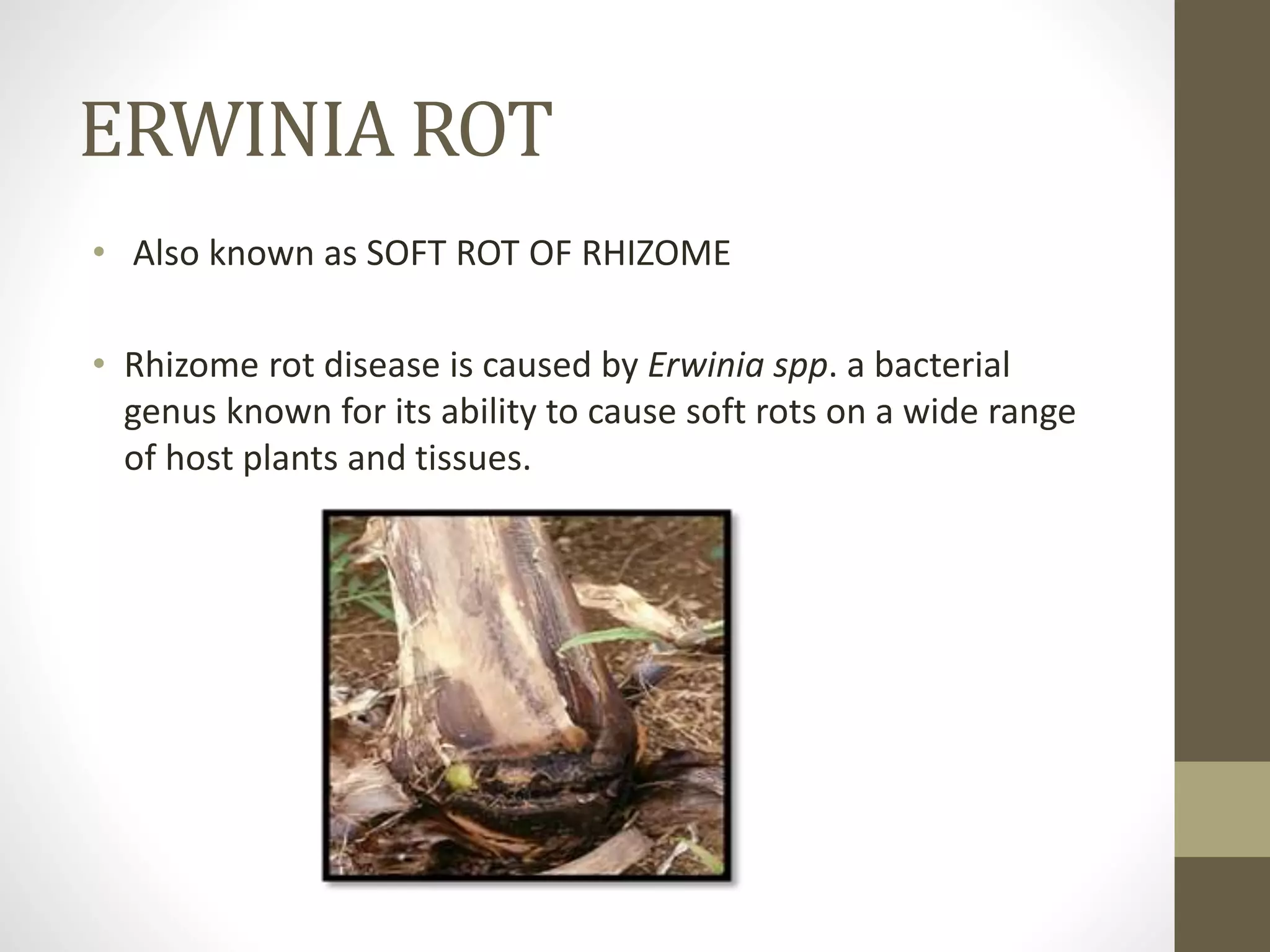 Erwinia rot & solution for banana | PPTX