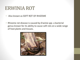 Erwinia rot & solution for banana | PPTX