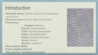Erwinia cartovora ppt | PPTX