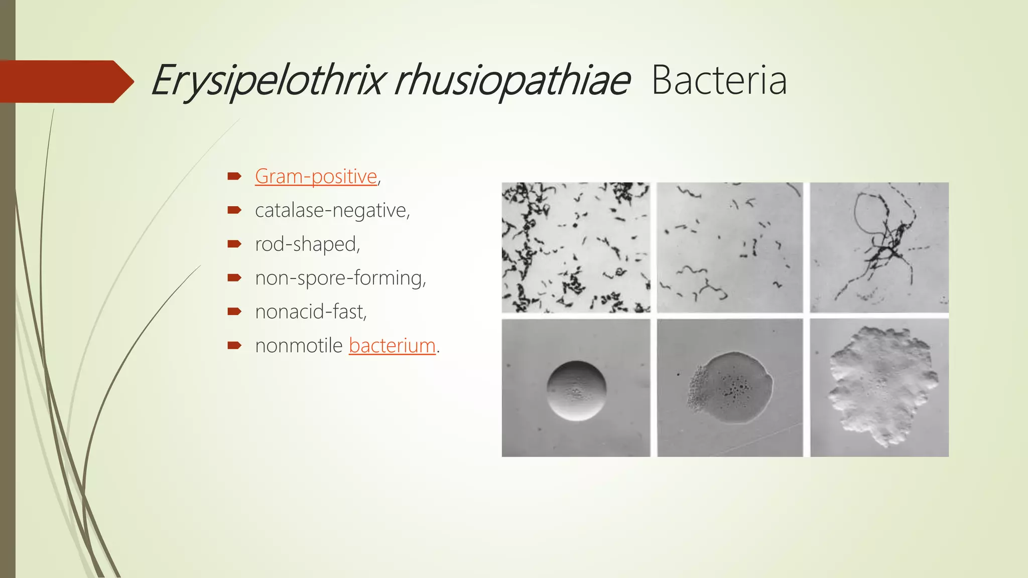 Erysipeloid.p by chamikaptx | PPTX