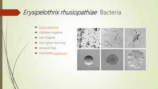 Erysipeloid.p by chamikaptx | PPTX