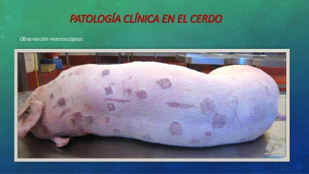 Erysipelothrix rhusiopathiae (ERISIPELA PORCINA)