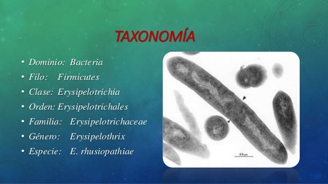 Erysipelothrix rhusiopathiae (ERISIPELA PORCINA)