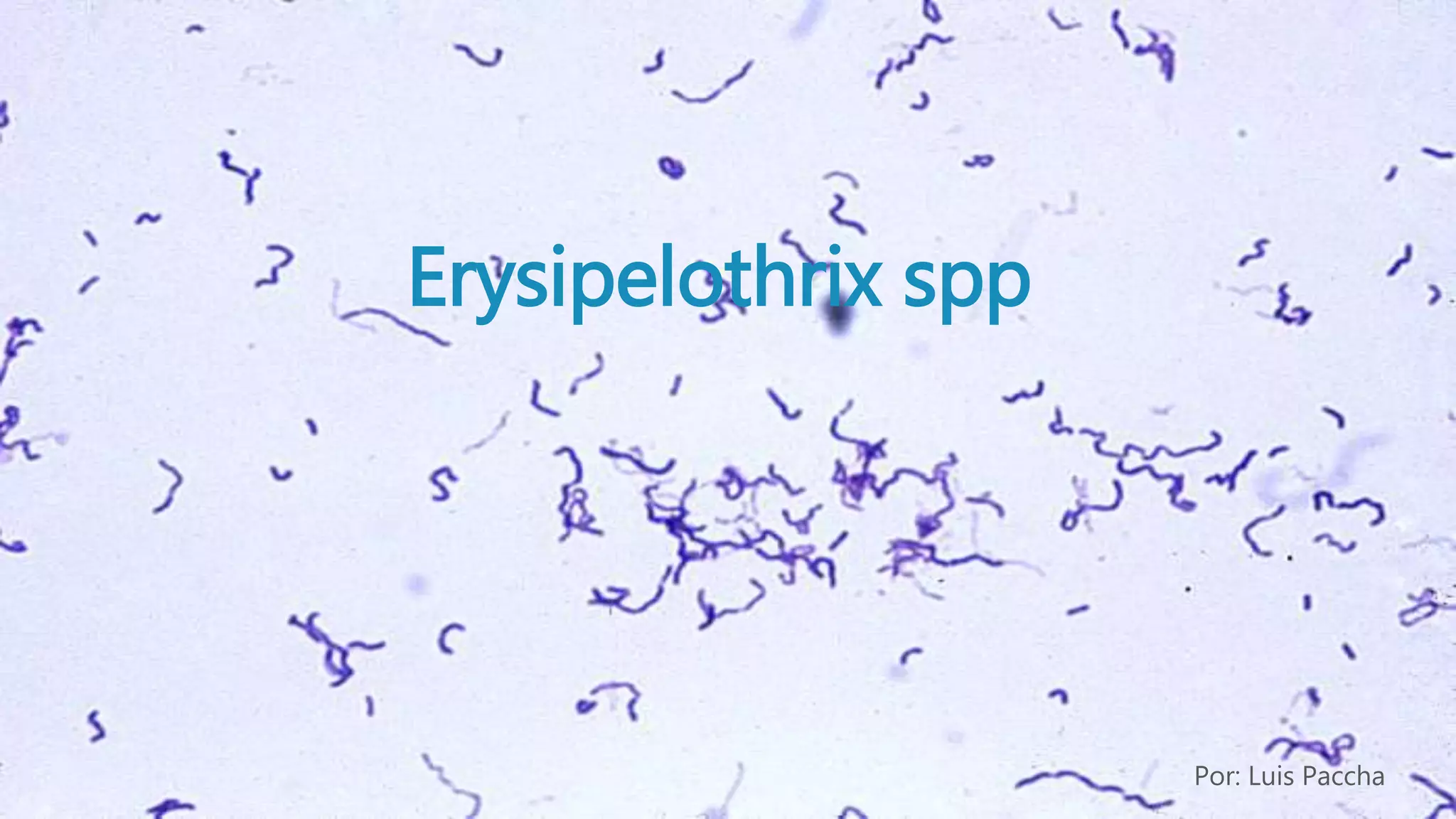 Erysipelothrix spp | PPT