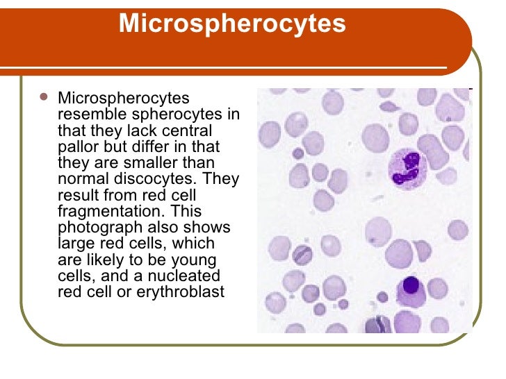 Erythocyte