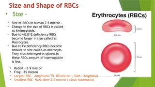 Erythocytes by Iram Ansari M.Sc. II Year.pptx