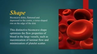 Erythrocytes / RBCs | PPT