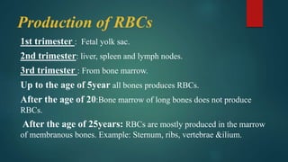 Erythrocytes / RBCs | PPT