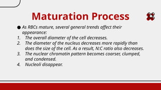 A presentation in ERYTHROCYTE-MATURATION.pptx