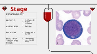 A presentation in ERYTHROCYTE-MATURATION.pptx