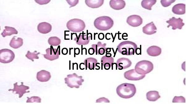 Erythrocyte-Morphology-and-Inclusions 2 (2).pptx