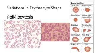 Erythrocyte-Morphology-and-Inclusions 2 (2).pptx