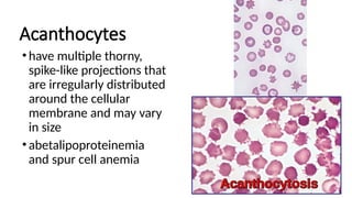 Erythrocyte-Morphology-and-Inclusions 2 (2).pptx