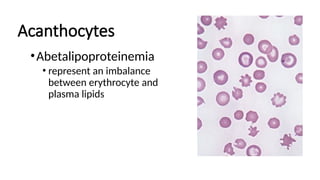 Erythrocyte-Morphology-and-Inclusions 2 (2).pptx