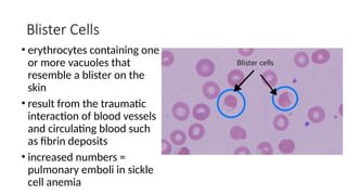Erythrocyte-Morphology-and-Inclusions 2 (2).pptx