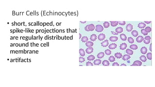 Erythrocyte-Morphology-and-Inclusions 2 (2).pptx