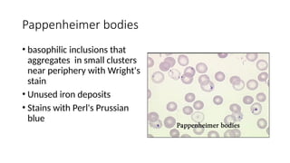 Erythrocyte-Morphology-and-Inclusions 2 (2).pptx