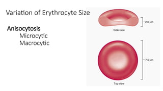 Erythrocyte-Morphology-and-Inclusions 2 (2).pptx