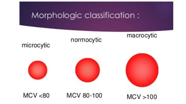 Erythrocyte-Morphology-and-Inclusions 2 (2).pptx