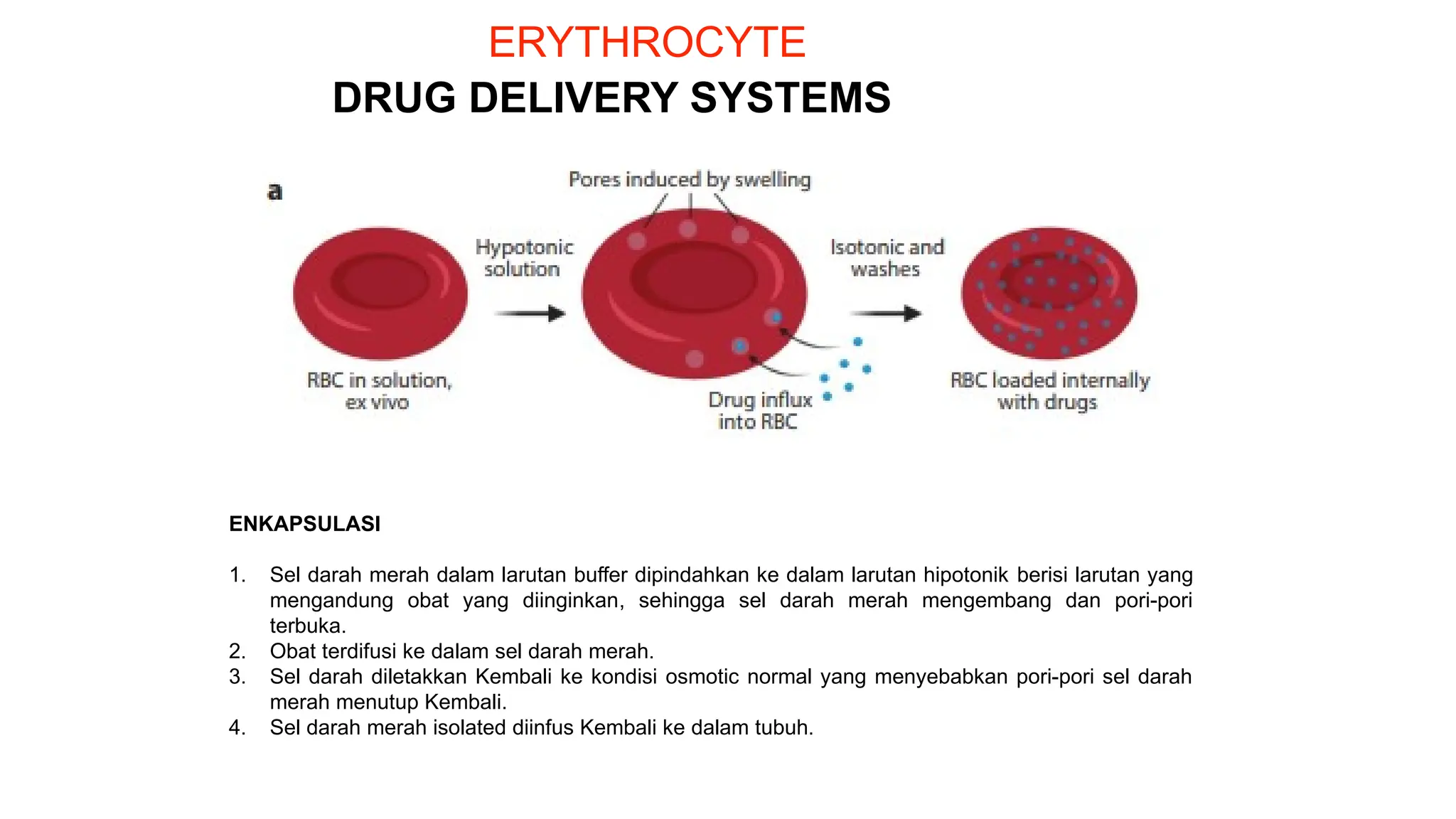Erythrocyte Delivery Systems fwkwoqjqjrk | PPTX