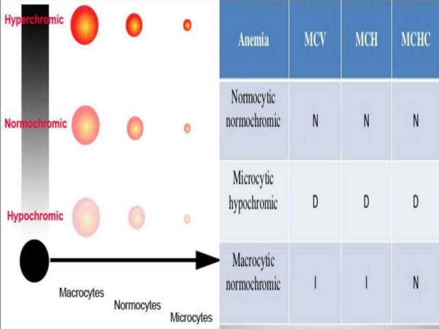 Erythrocyte indices | PPTX | Blood Disorders | Diseases and Conditions
