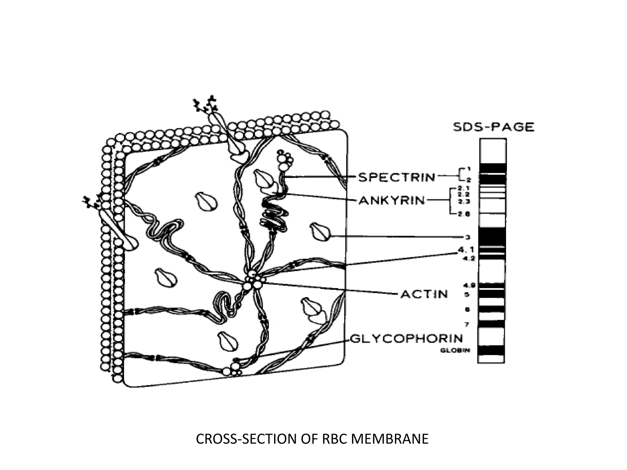 ERYTHROCYTE MEMBRANE CYTOSKELETON.pptx