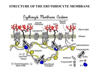 ERYTHROCYTE MEMBRANE CYTOSKELETON.pptx