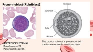 ERYTHROCYTE PRODUCTION & DESCTRUCTION.pdf