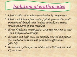 Erythrocytes2 090814024428-phpapp02 | PPT