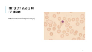 Erythrocytes erythropoiesis, maturation.pptx