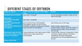 Erythrocytes erythropoiesis, maturation.pptx
