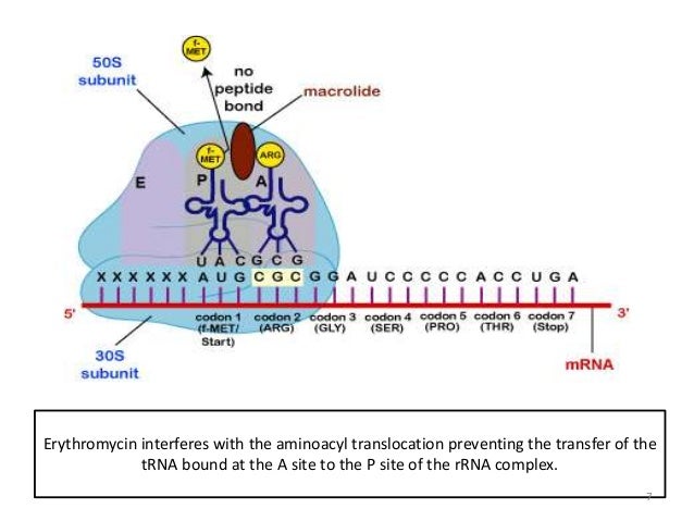 Erythromycin- Structure and Production