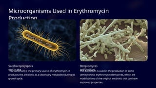 production of Erythromycin in industries | PPTX