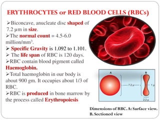 Erythropoiesis blood circulatory system1.pdf