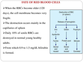 Erythropoiesis blood circulatory system1.pdf